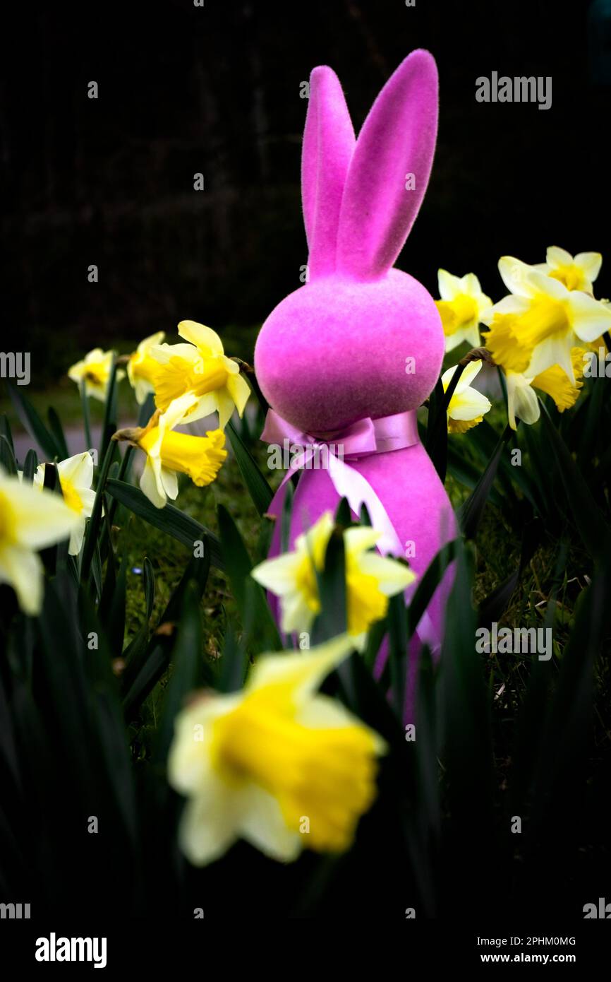 Easterlilies hi-res stock photography and images - Alamy