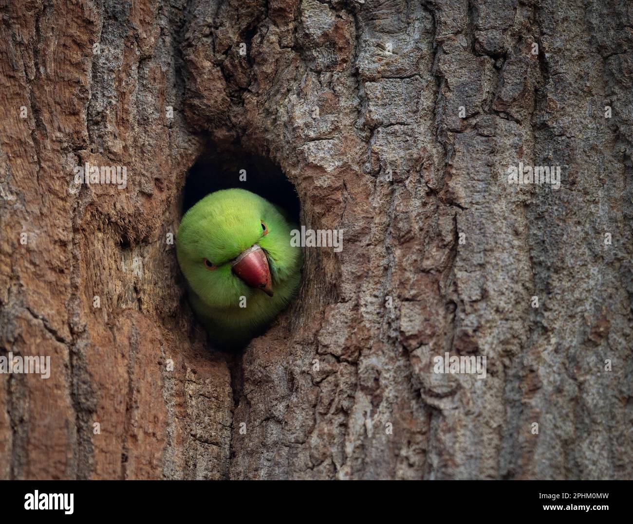 ADORABLE images of an inquisitive parakeet peeping out of its nest hole ...