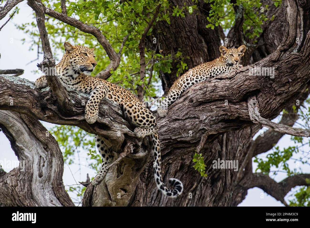 A female leopard and her cub are seen in the Okavango Delta on 9 th ...
