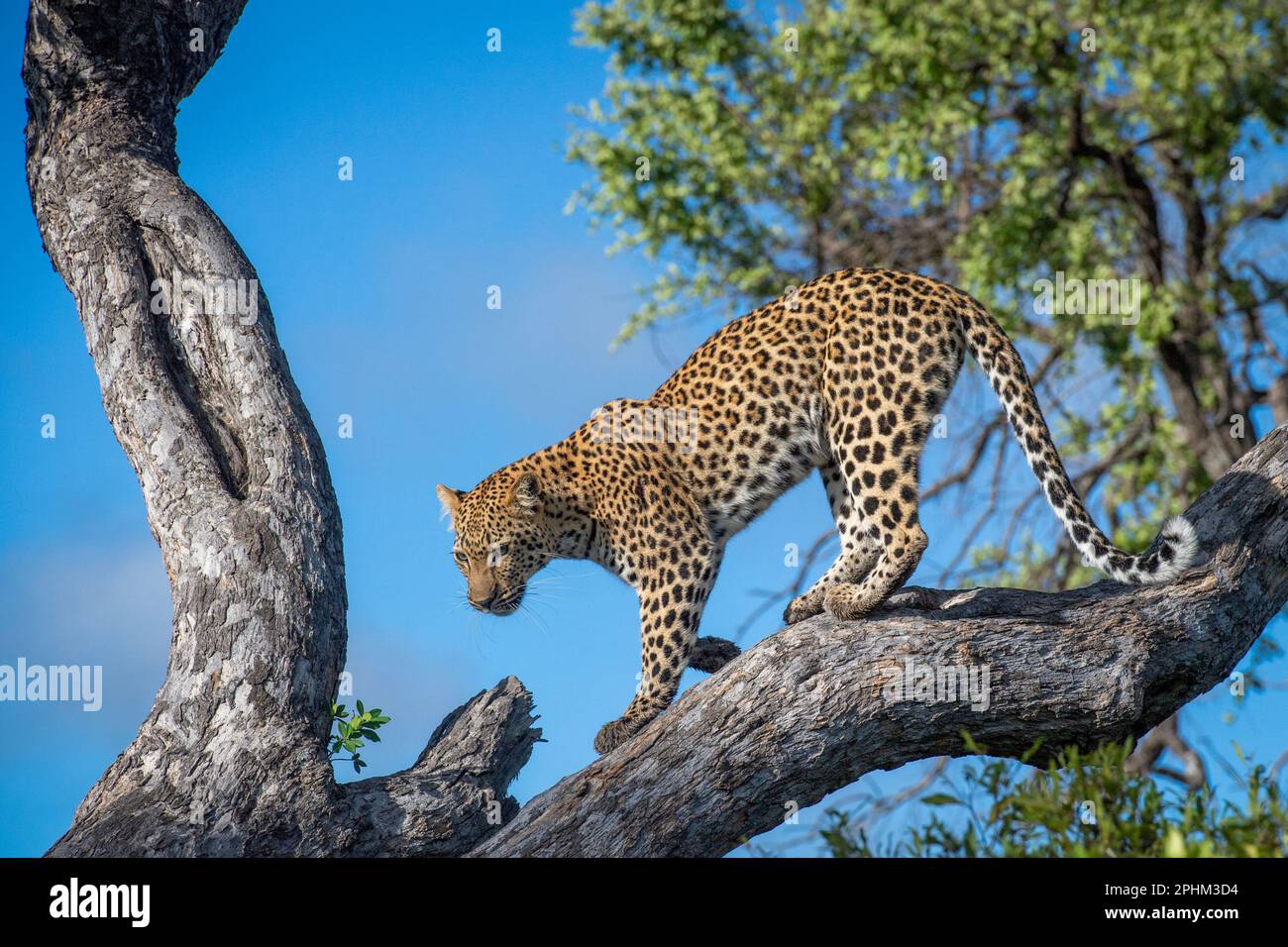 A female leopard is seen on a tree in the Okavango Delta on 12 th ...