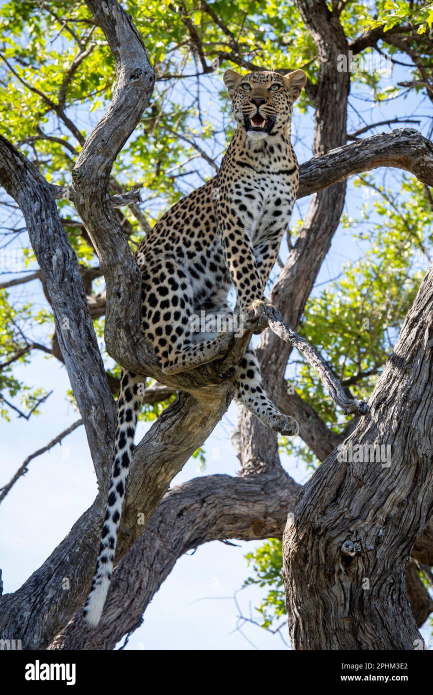 A female leopard is seen on a tree in the Okavango Delta on 12 th ...