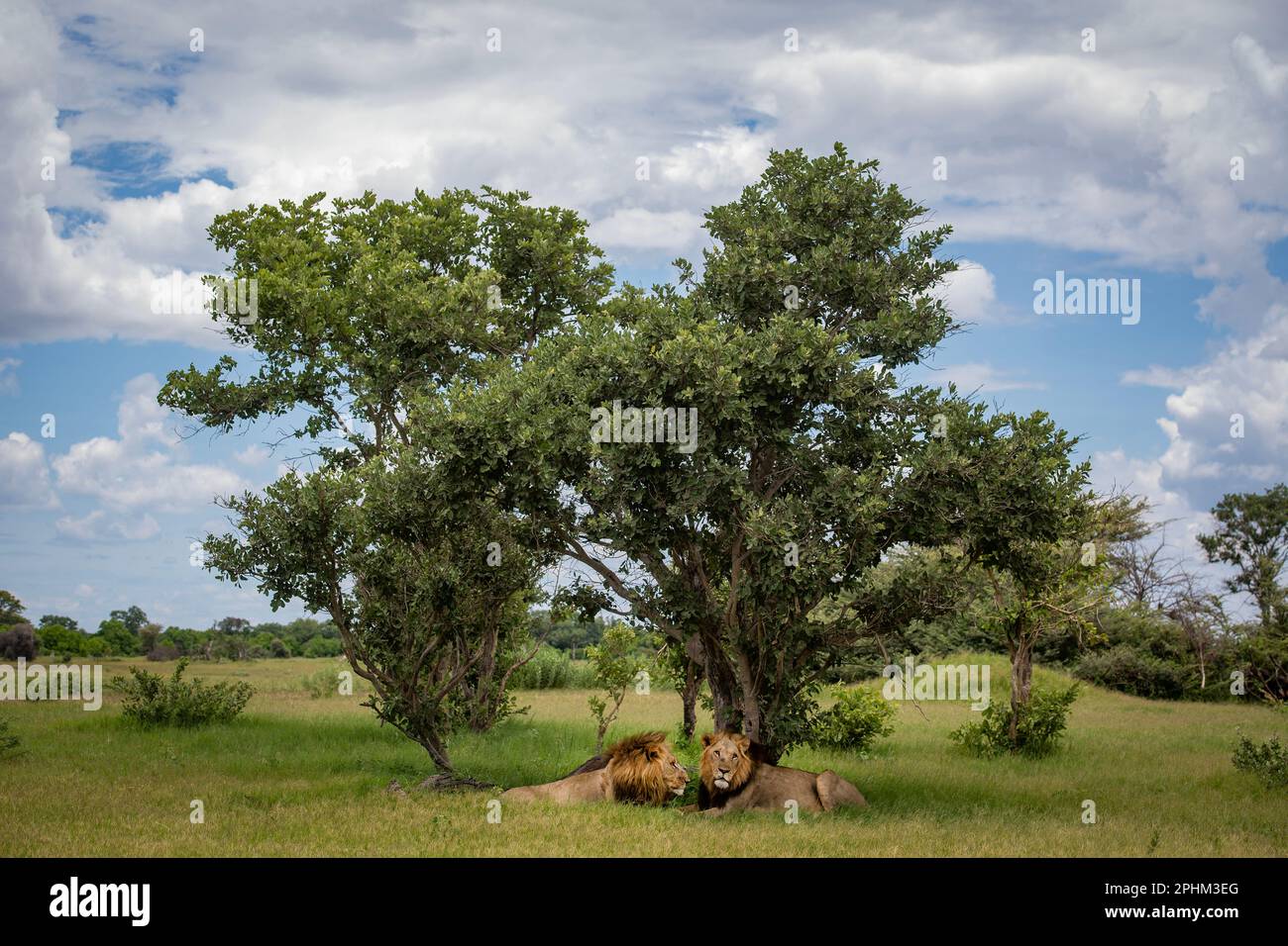 Males lions are seen (Panthera leo) in the Okavango Delta on 13th ...