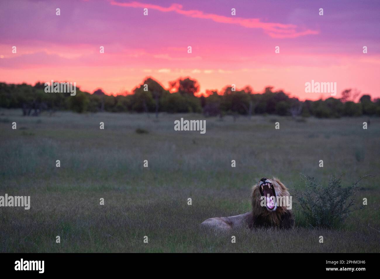 A male lion (Panthera leo) in the Okavango Delta on 13th January 2023 ...