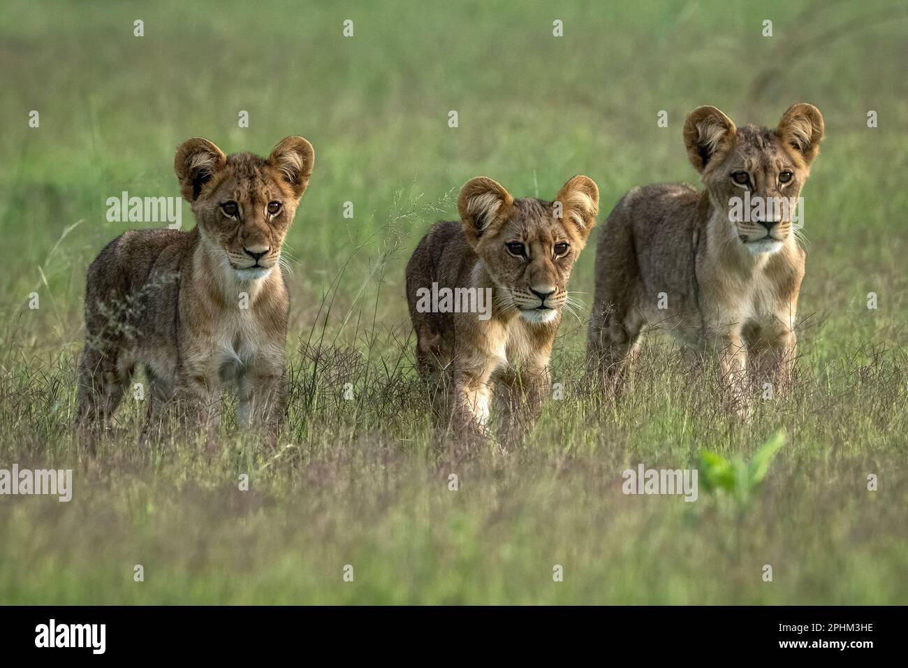 lions cubs (Panthera leo) in the Okavango Delta on 11 th January 2023 ...