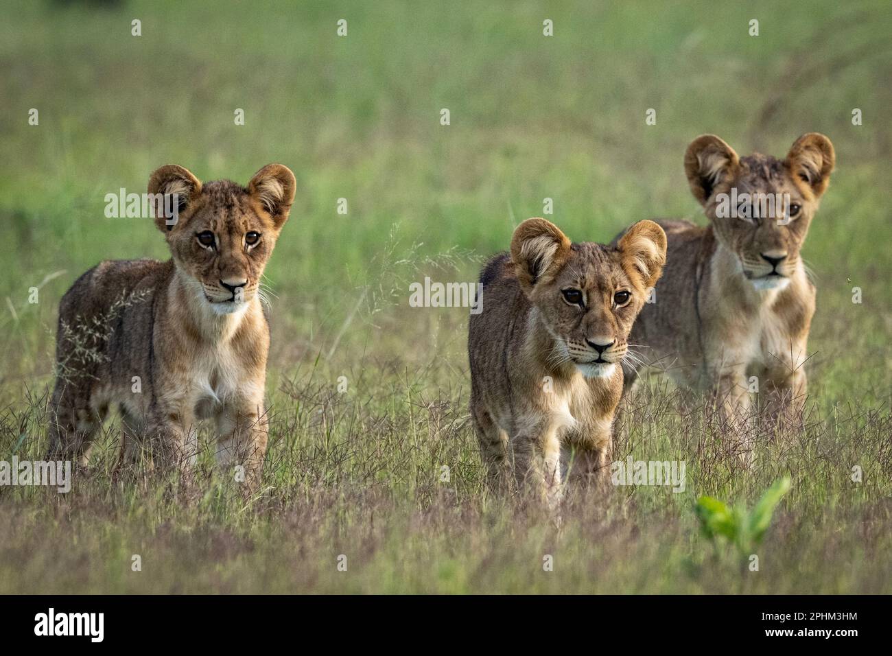 lions cubs (Panthera leo) in the Okavango Delta on 11 th January 2023 ...