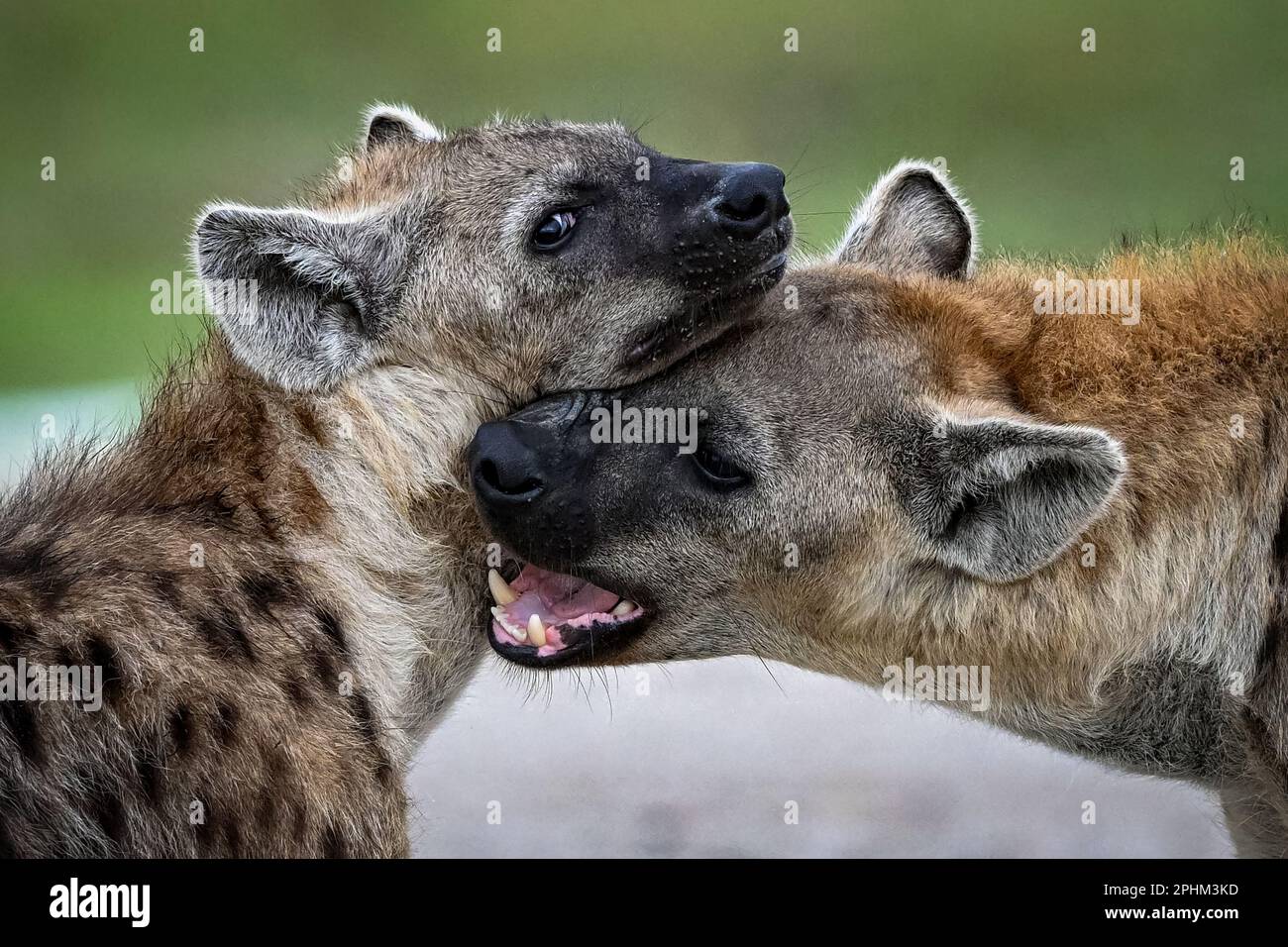 Spotted hyena with young is seen in the Okavango Delta on 8 th January ...