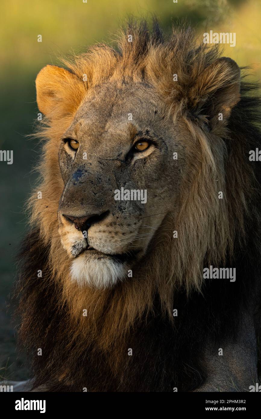 A male lion (Panthera leo) in the Okavango Delta on 13th January 2023 ...