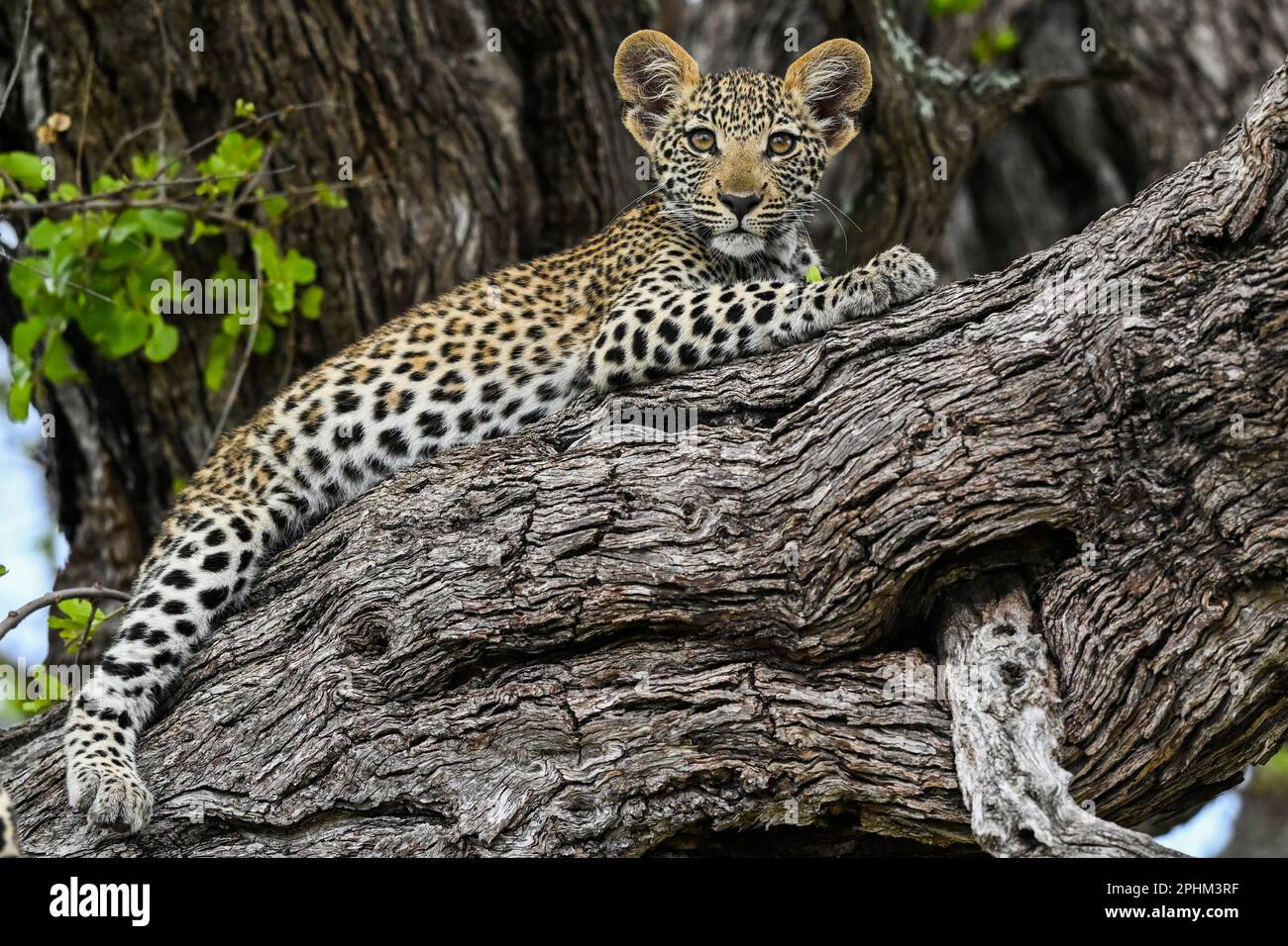 A young leopard cub is seen in the Okavango Delta on 9 th January 2023 ...