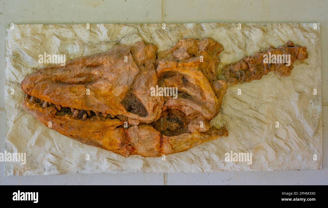 Dinosaur skull inside museum hi-res stock photography and images - Alamy