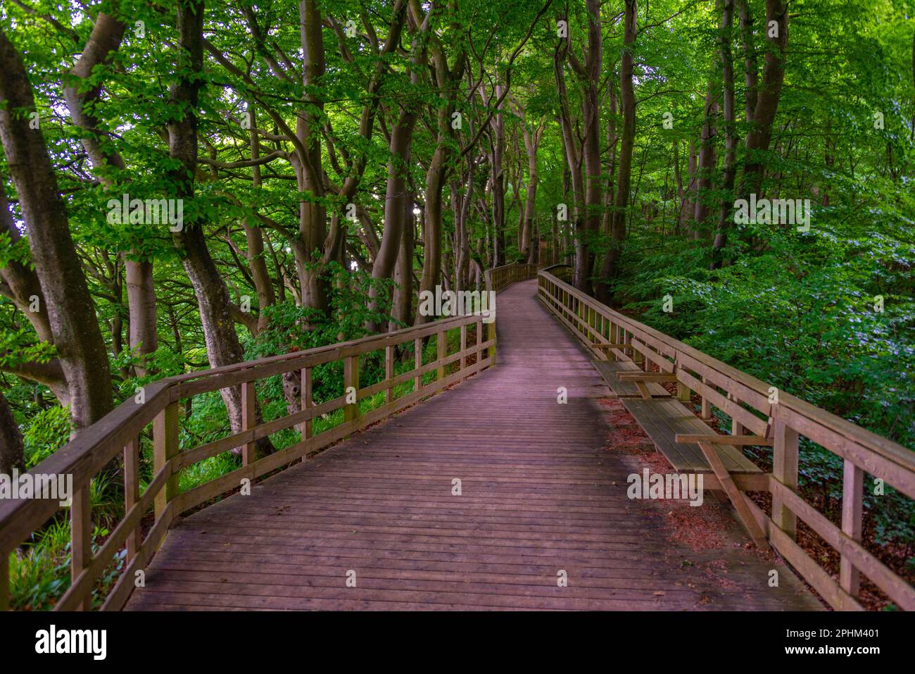 Hiking trail at MГёns Klint white cliffs in Denmark Stock Photo - Alamy