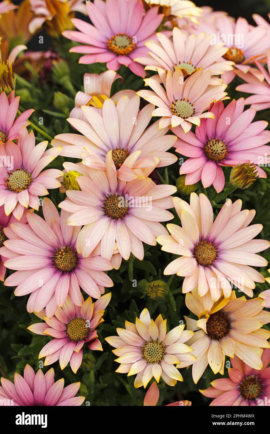 Dimorphoteca flower hi-res stock photography and images - Alamy