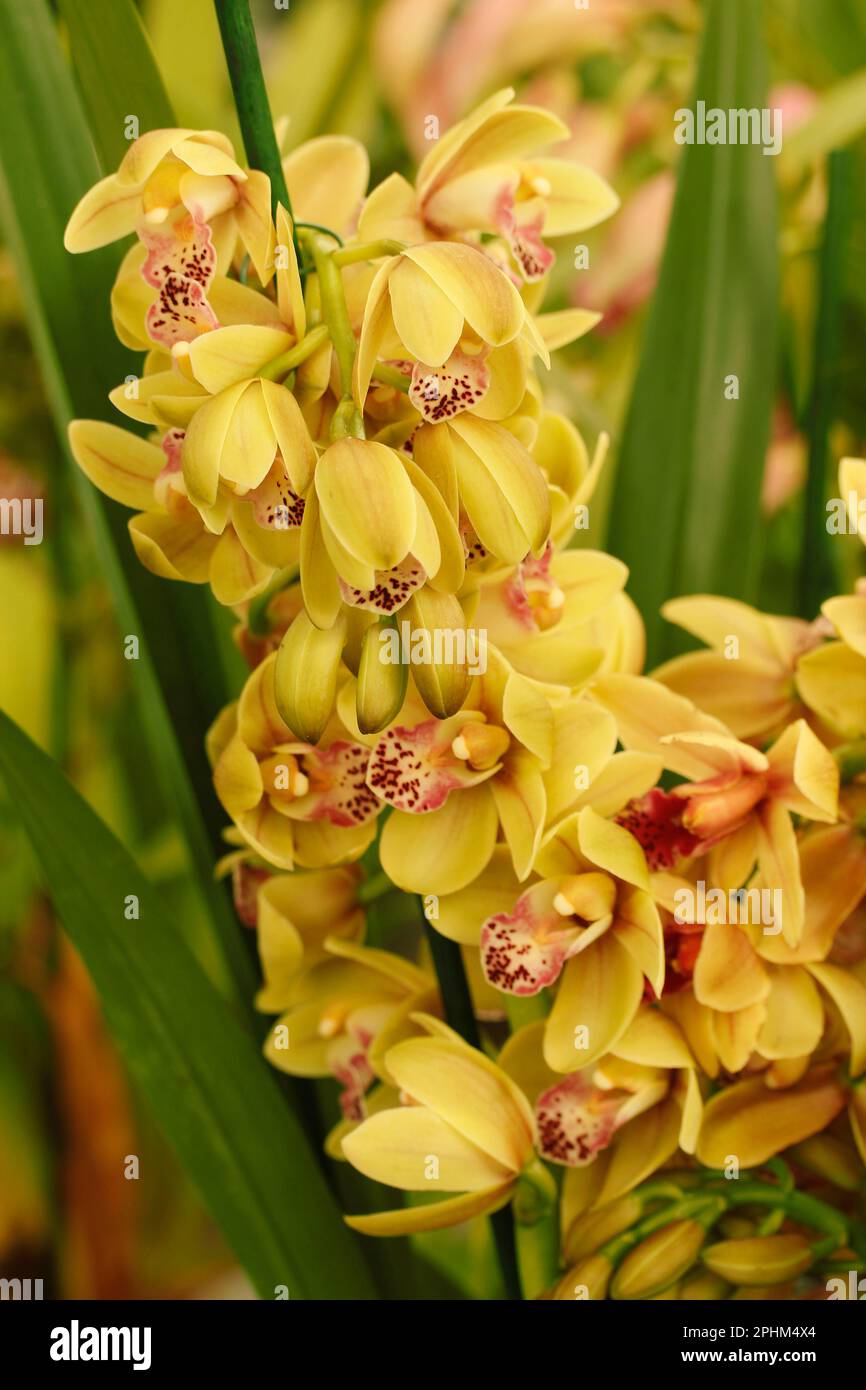 Cymbidium leaves hi-res stock photography and images - Alamy