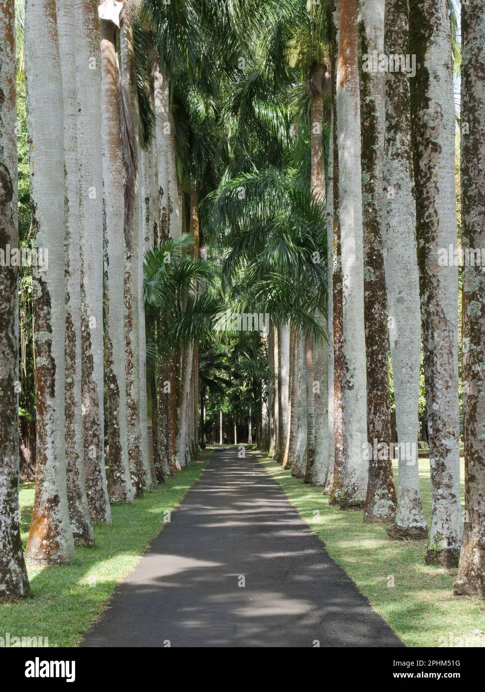 An idyllic path winds through a tropical landscape of lush palm trees ...
