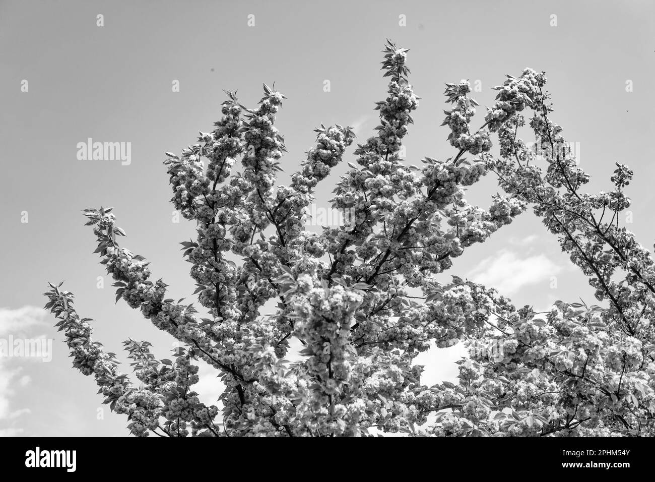 Cherry blossoms on branch Black and White Stock Photos & Images - Alamy