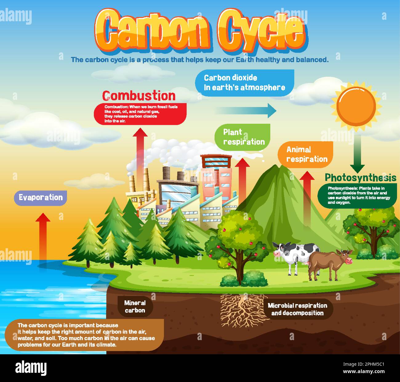 Carbon cycle diagram Stock Vector Images - Alamy Carbon cycle diagram Stock Vector Images - Alamy
