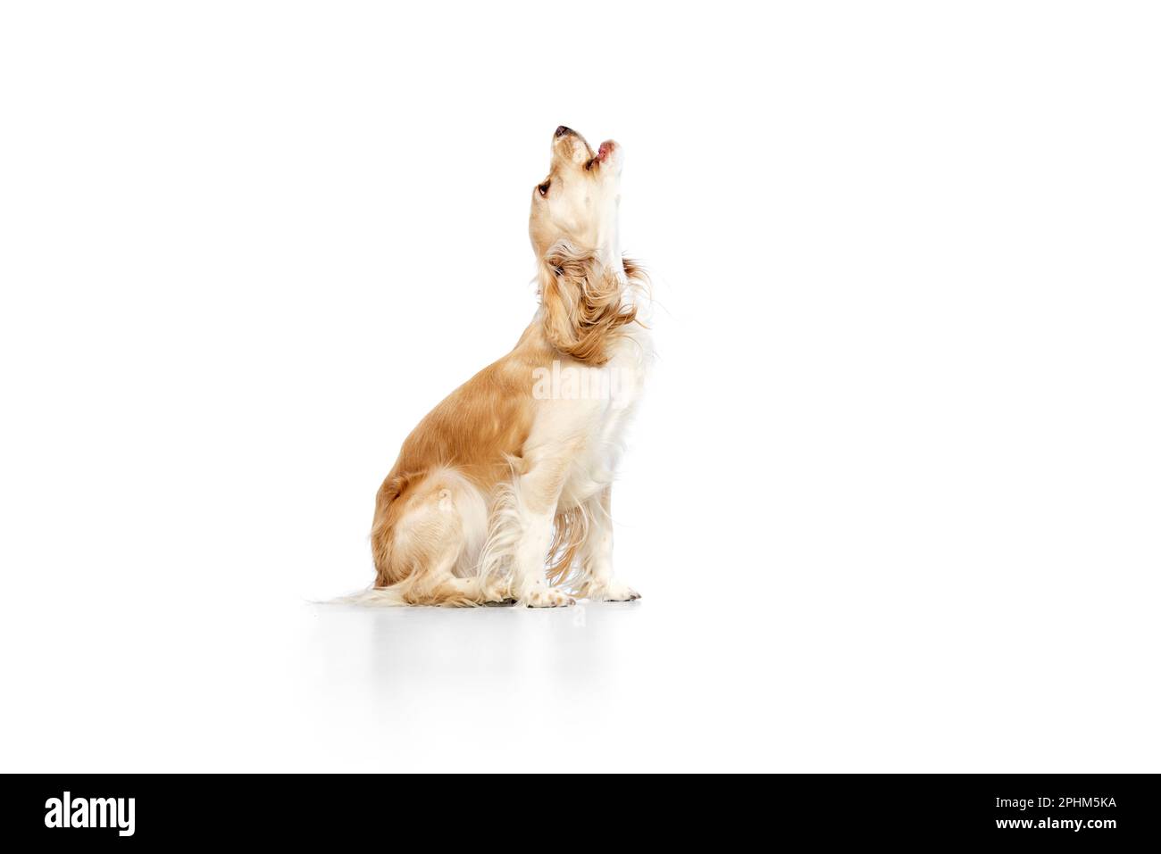Studio image of beautiful dog, golden english cocker spaniel sitting ...