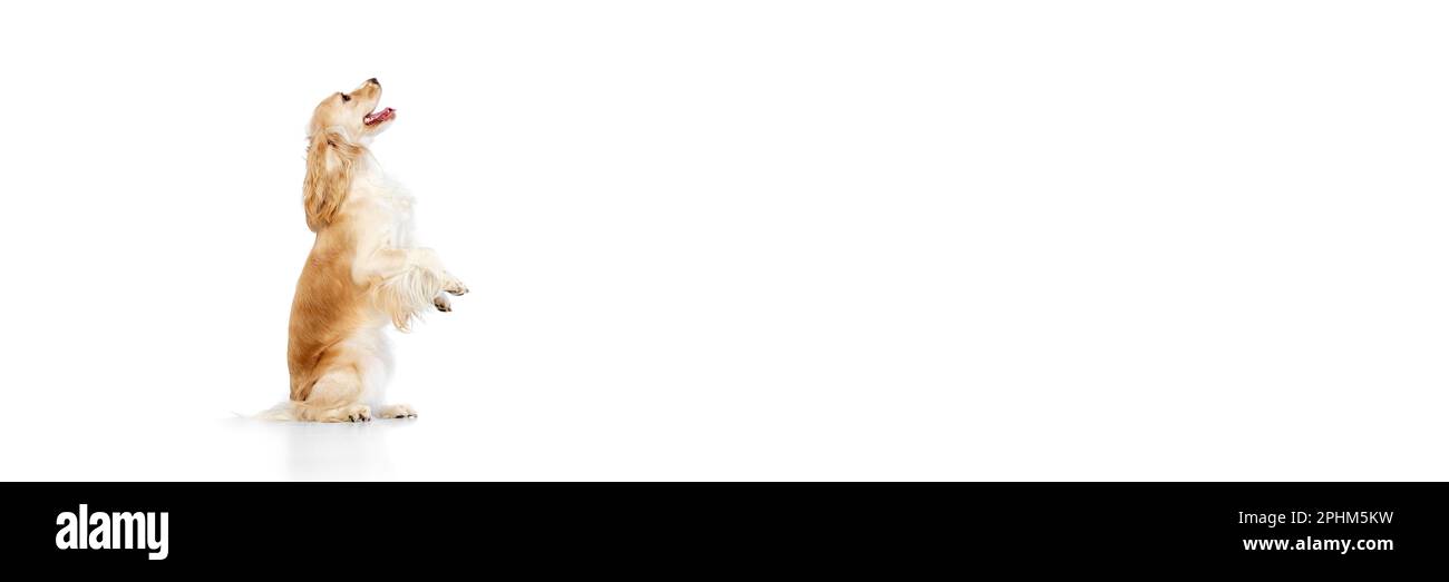 Studio image of beautiful smart dog, english cocker spaniel sitting and ...