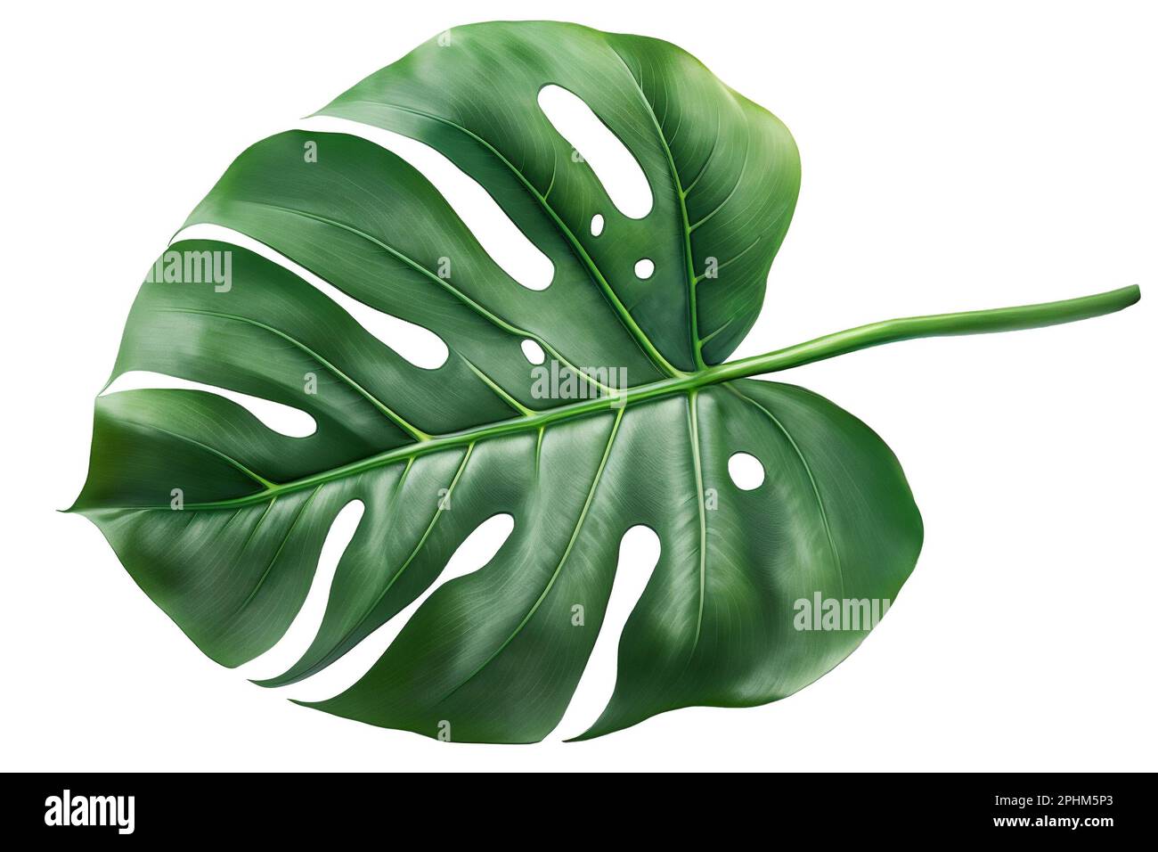 Tropical natural leaves Monstera on isolate background. Summer , flat ...