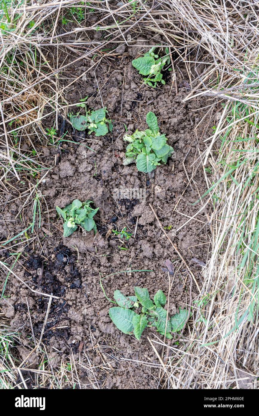Cowslips (Primula veris wildflowers) planted out by volunteers on a ...