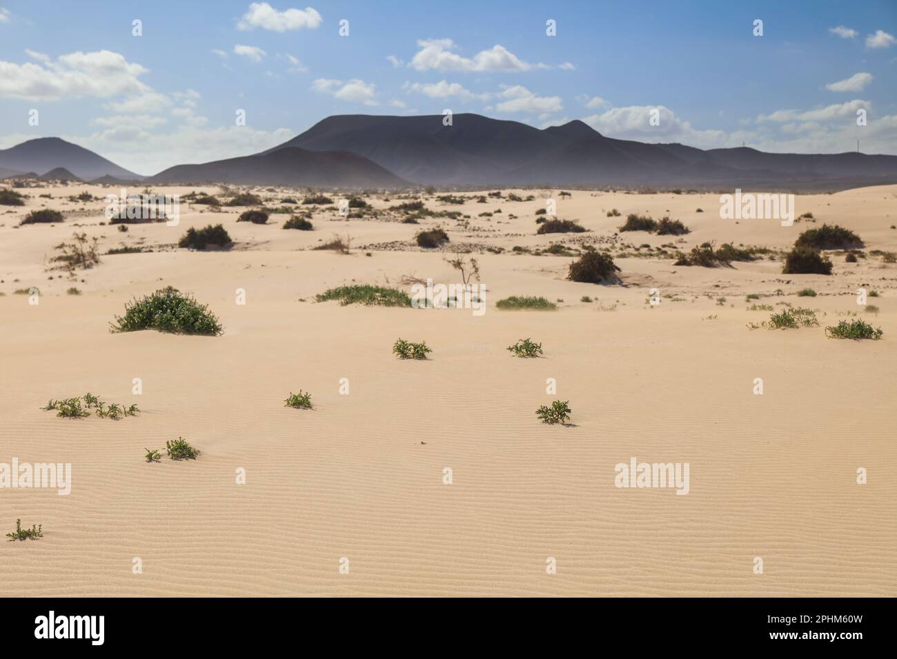 Desert landscape with dunes and sand waves with the plant of European ...