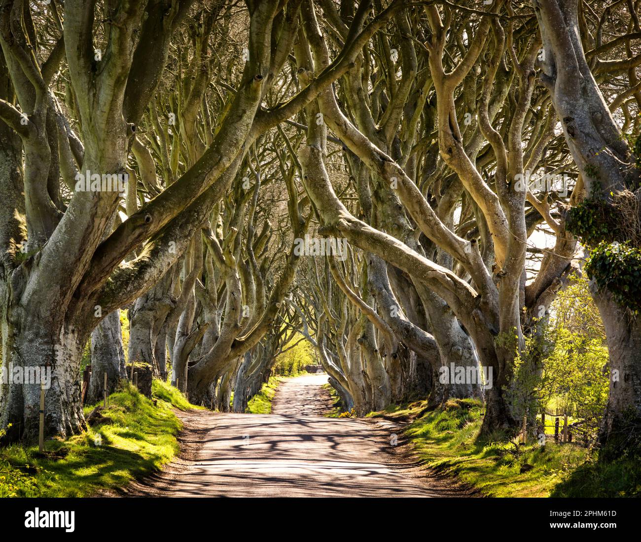 The Dark Hedges, Stranocum, County Antrim, Northern Ireland, Game of ...