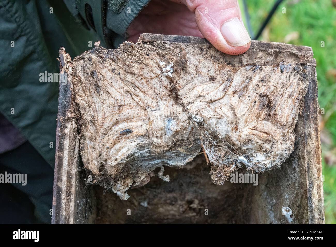 Wax moth signs inside a nest box containing an old bees nest, UK Stock ...