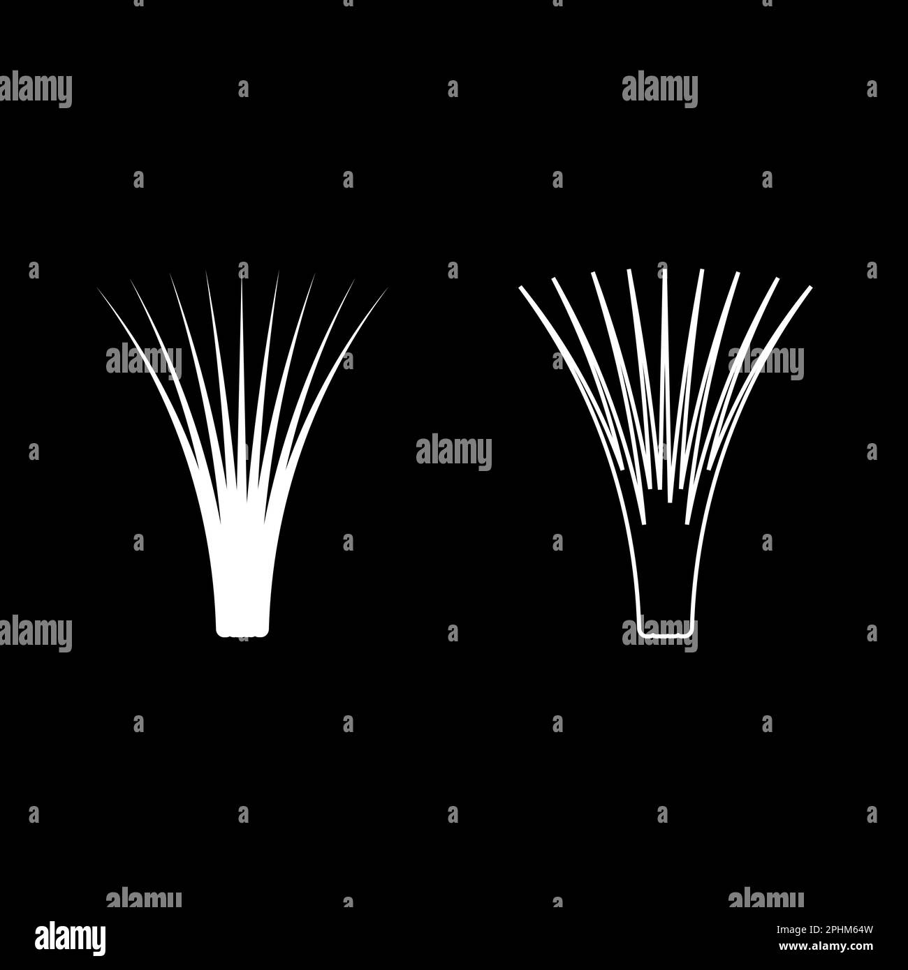 Edible grass lemongrass Cymbopogon citratus spices vegetable herbal ...
