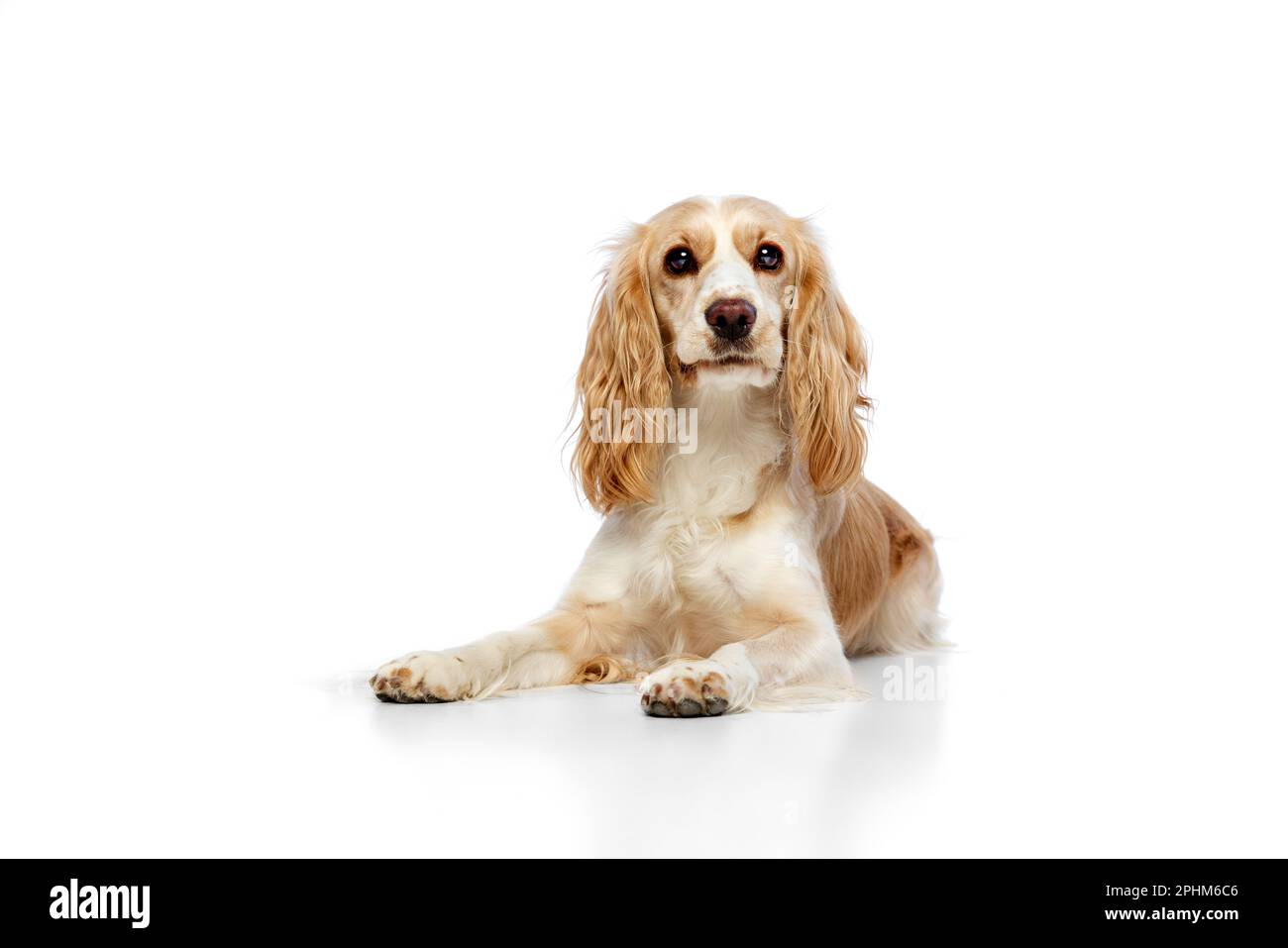 Studio image of beautiful smart dog, golden english cocker spaniel ...