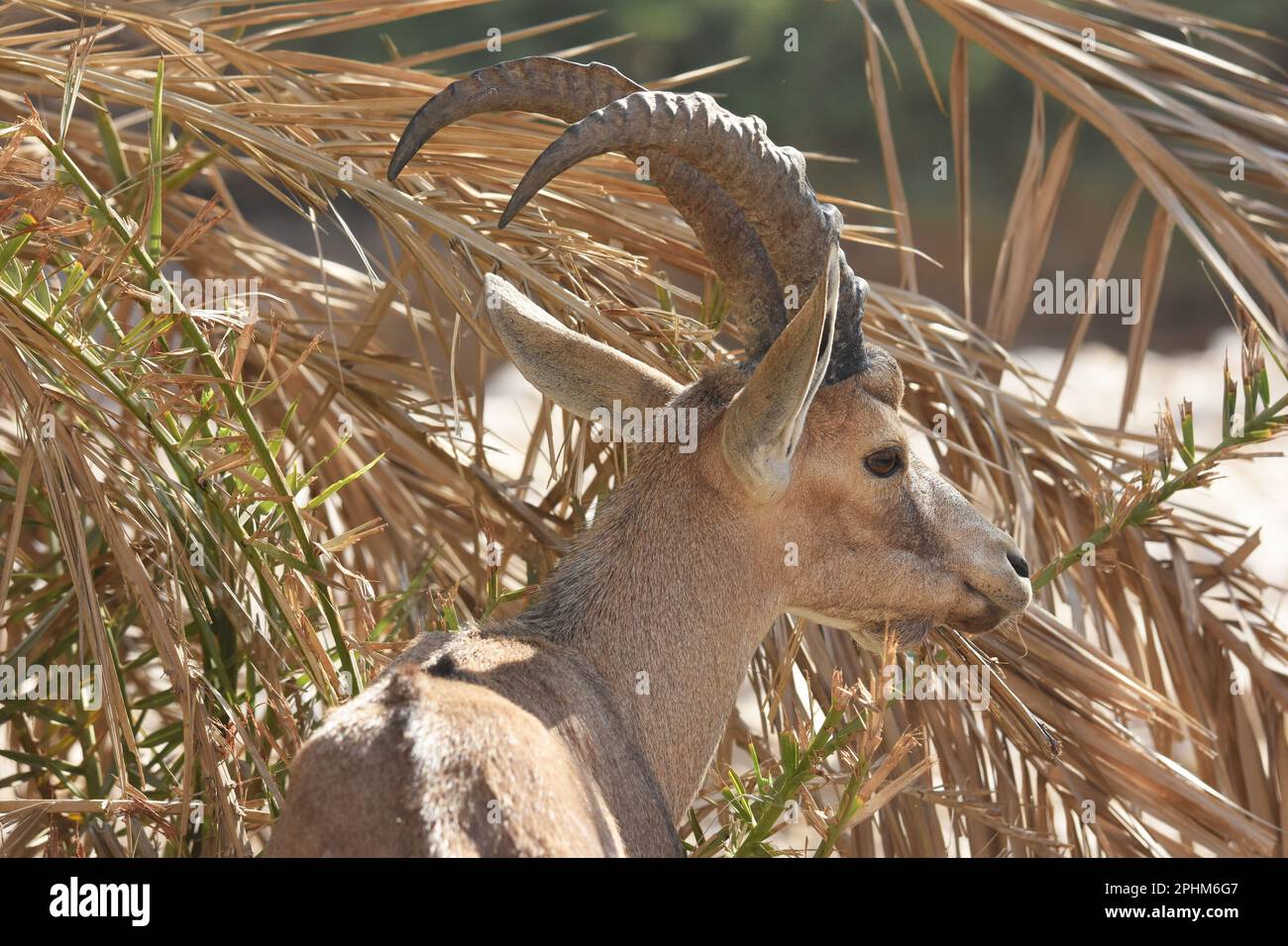 Ibex capra young in hi-res stock photography and images - Alamy