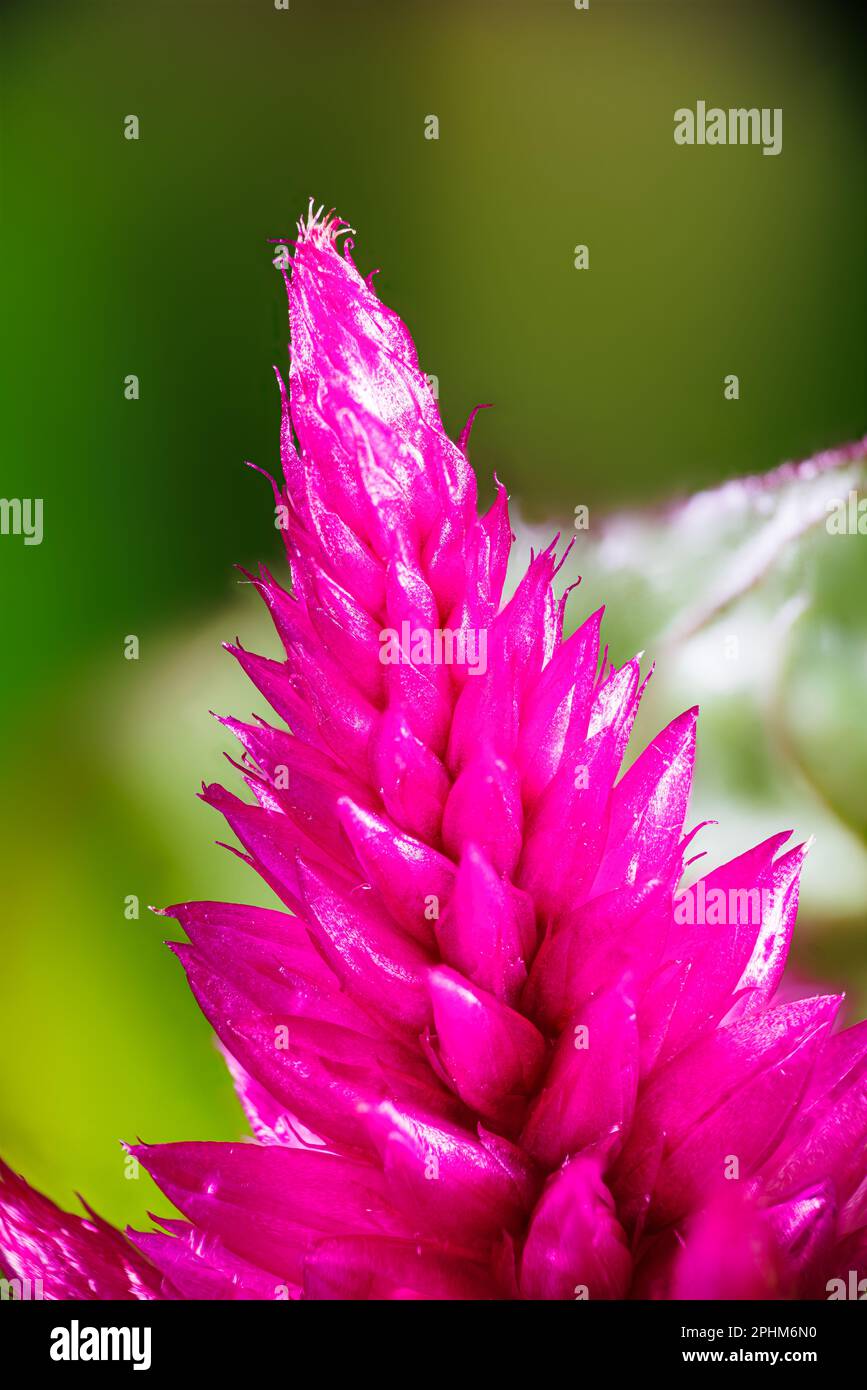 Celosia flower hi-res stock photography and images - Alamy