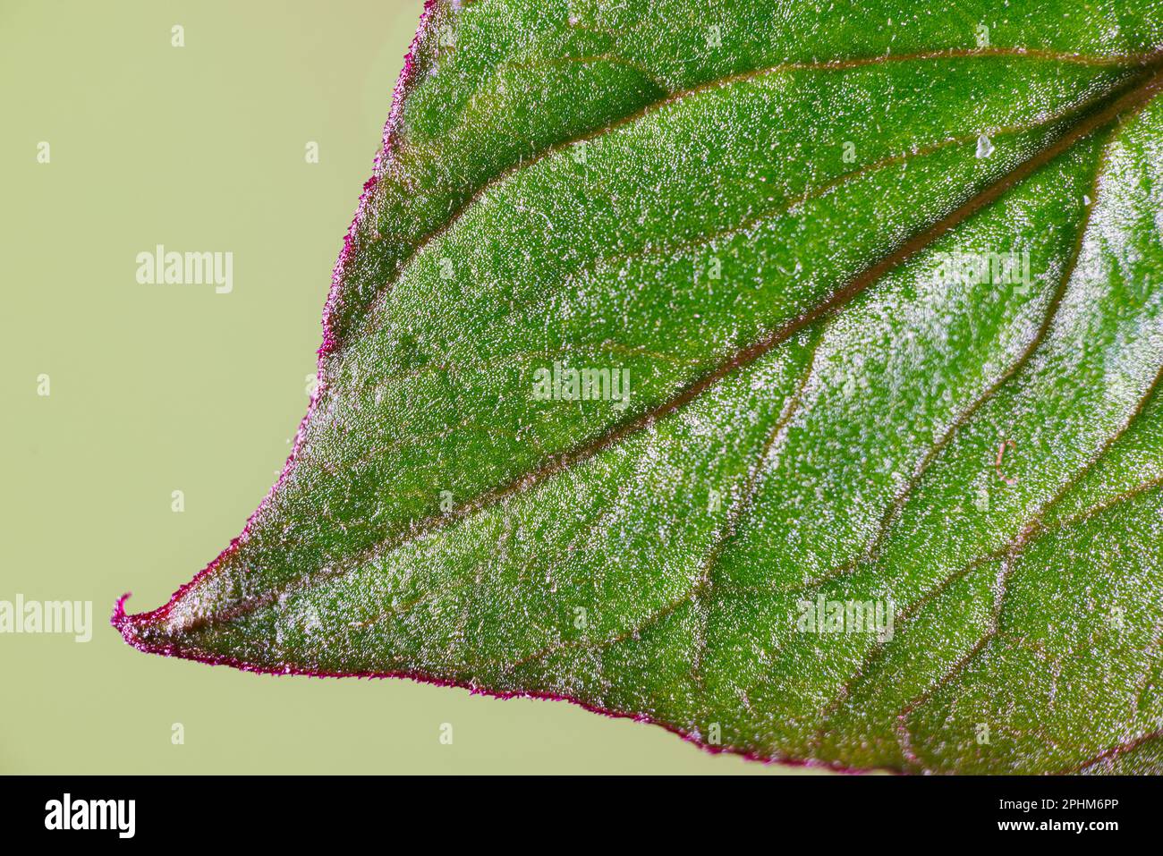 Celosia flower hi-res stock photography and images - Alamy