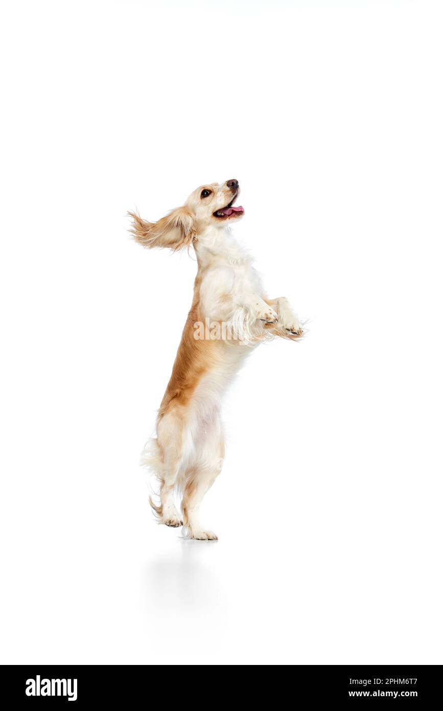 Studio image of playful, active, beautiful dog, english cocker spaniel ...