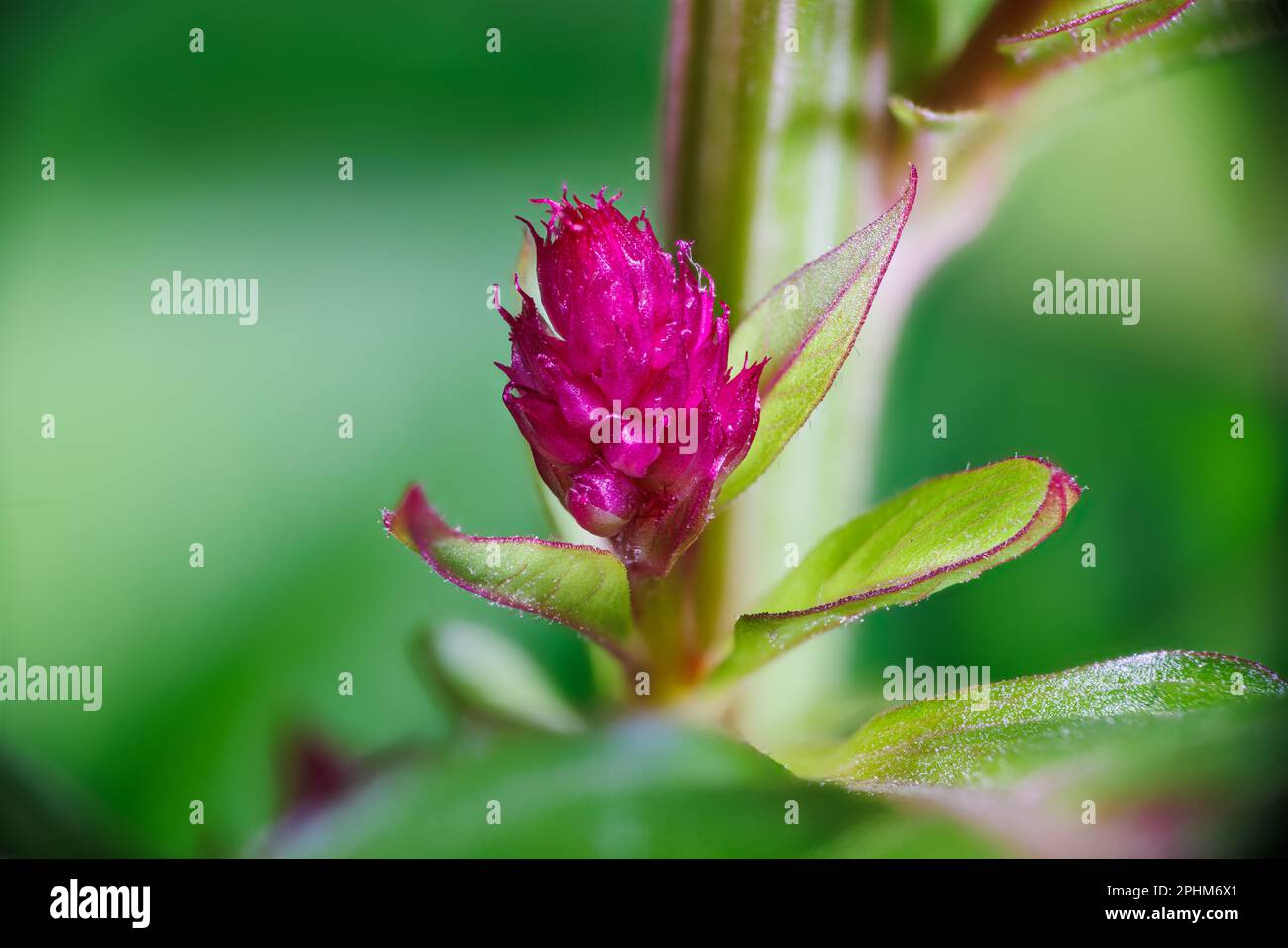 Celosia flower hi-res stock photography and images - Alamy