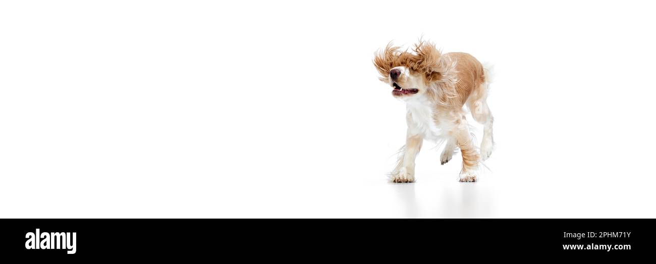 English spaniel ears flying Cut Out Stock Images & Pictures - Alamy