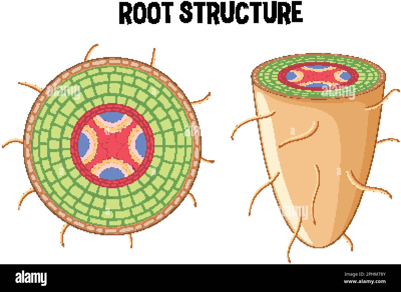 Internal structure of root diagram illustration Stock Vector Image & Art - Alamy