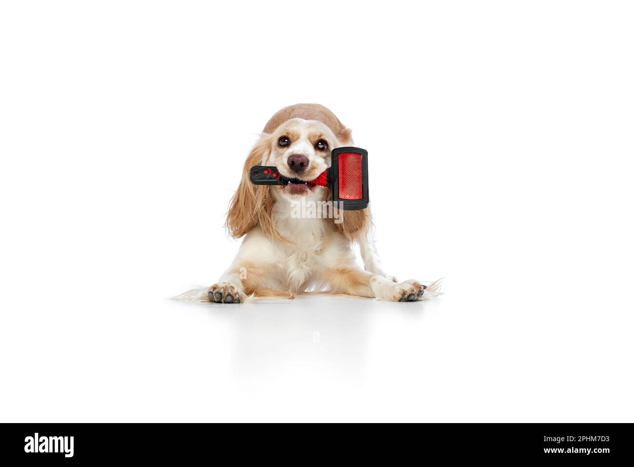 Cocker spaniel teeth hi-res stock photography and images - Alamy