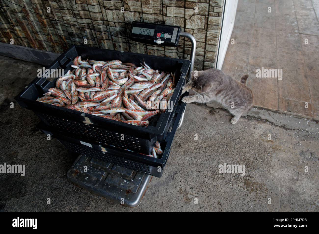 A gray cat steals fish from boxes of freshly caught red mullet standing ...