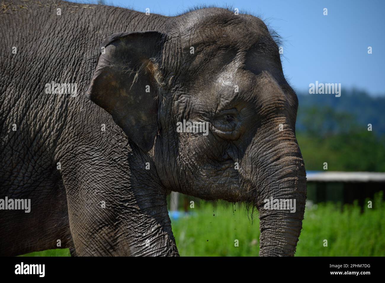 Portrait of an Asian elephant in profile against a background of blue ...