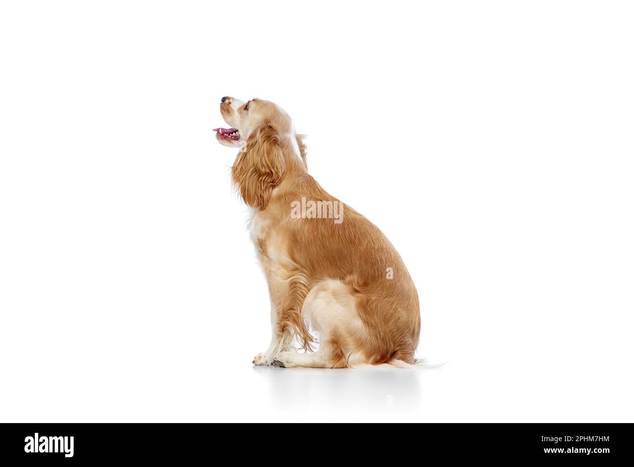 Side view studio image of beautiful dog, english cocker spaniel calmly ...