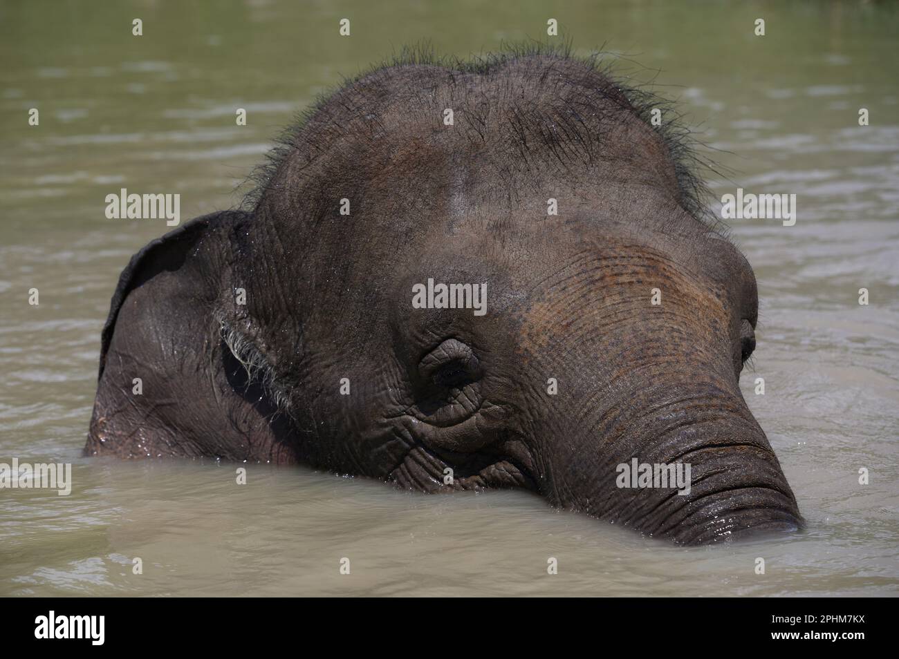 The head of an Asian elephant looks out of the pond in which he is ...