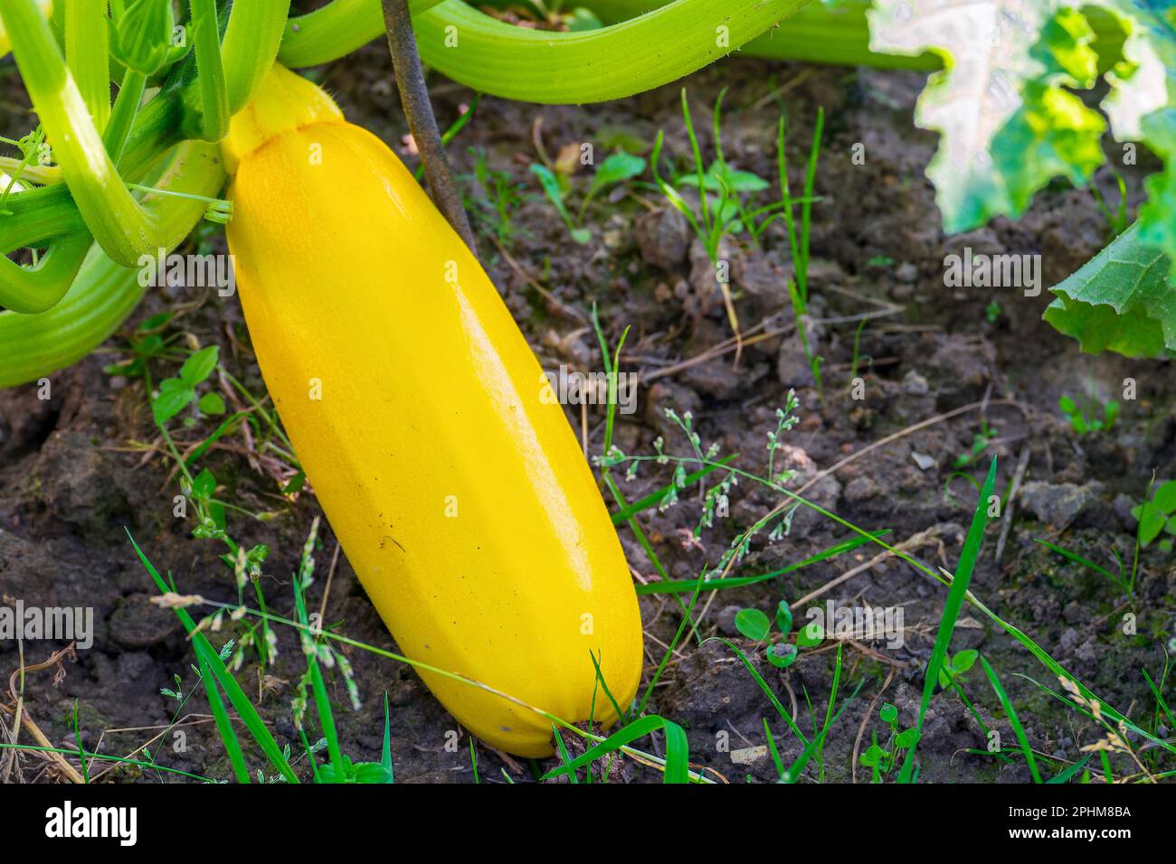 Zucchini courgette in the bed close-up. Home gardening Stock Photo - Alamy