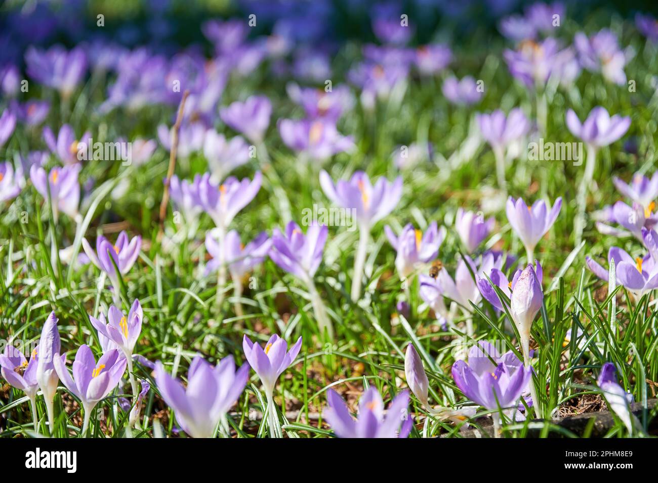 Big meadow with many fresh spring purple crocus flowers on the lush ...
