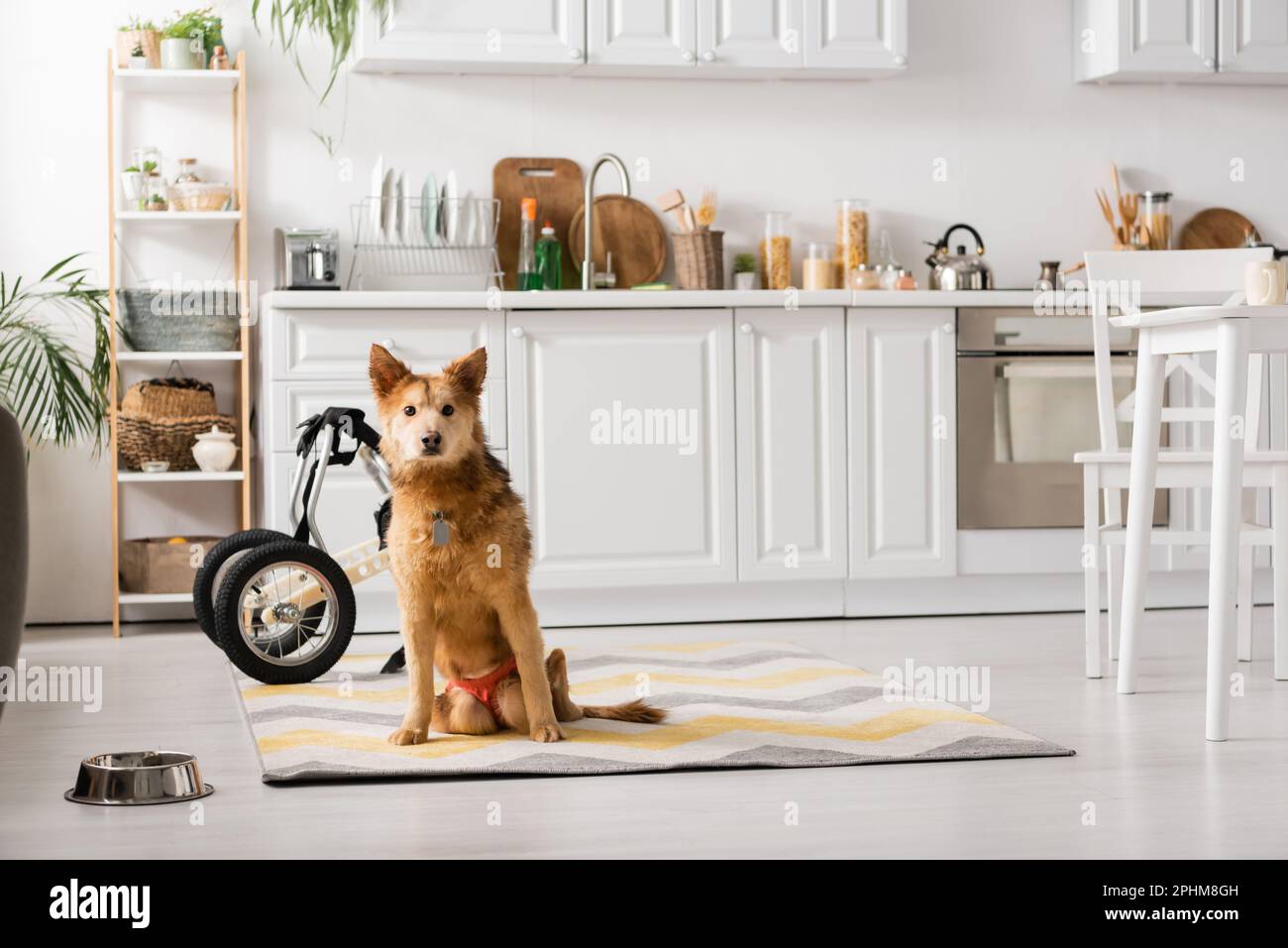 Disabled person dog water hi-res stock photography and images - Alamy