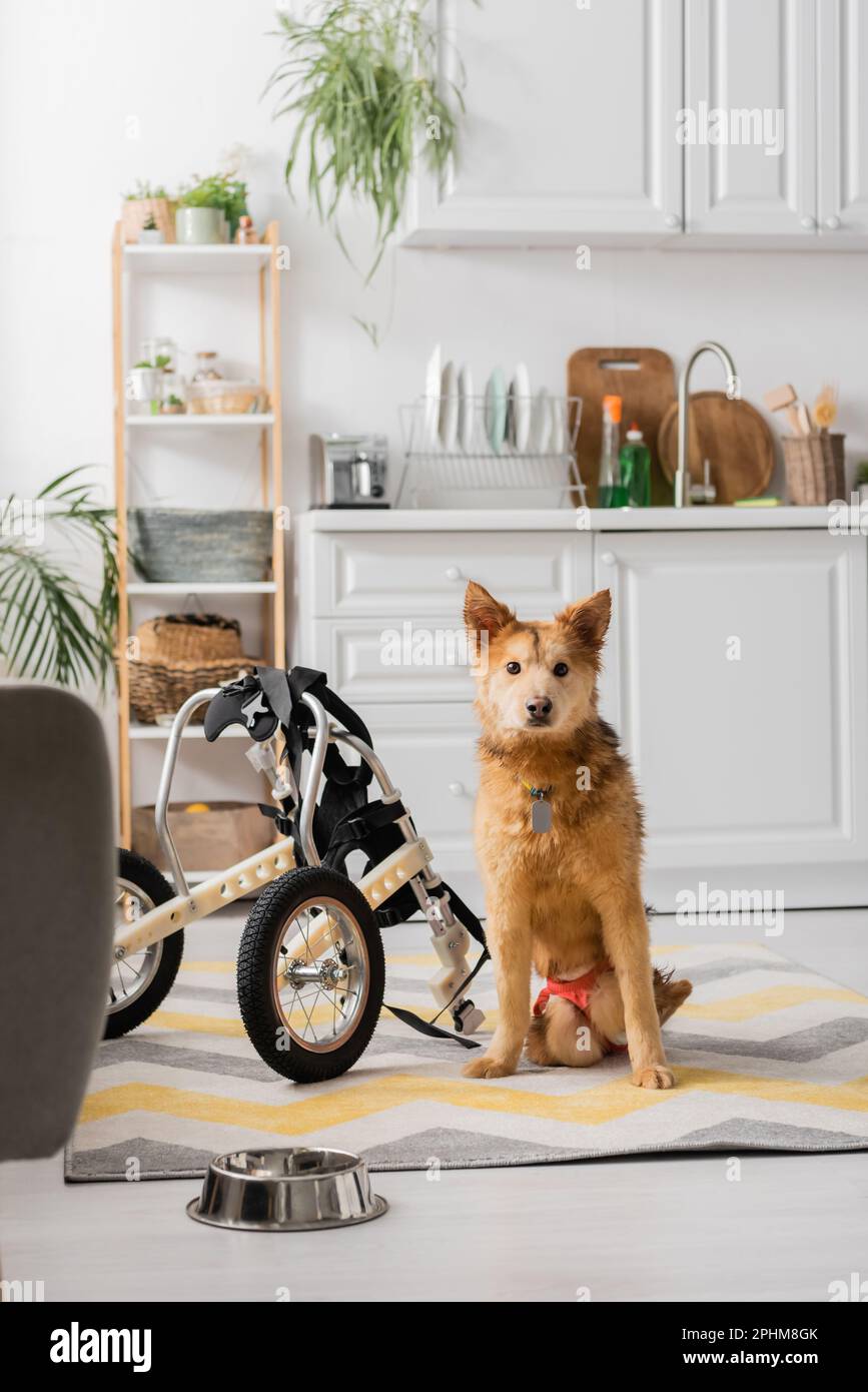 Disabled dog no people hi-res stock photography and images - Alamy