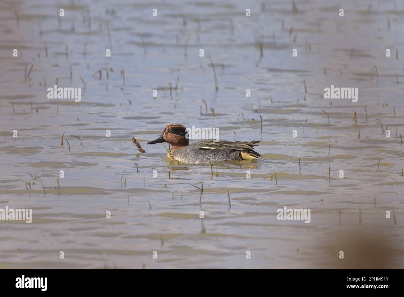 A male Eurasian Teal swimming on a pond, sunny day in springtime in ...