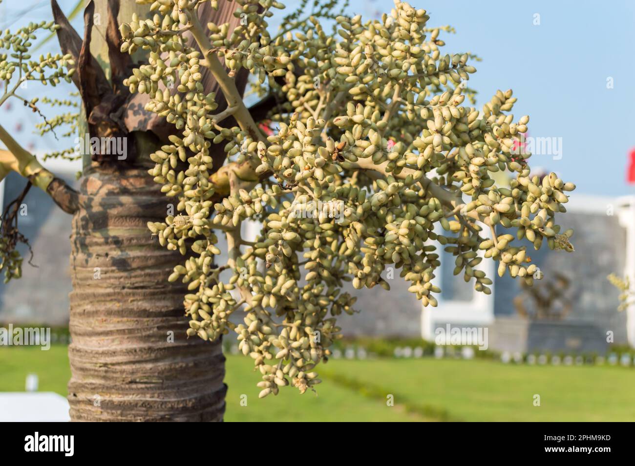 Bunch of green dates on the palm tree Stock Photo - Alamy