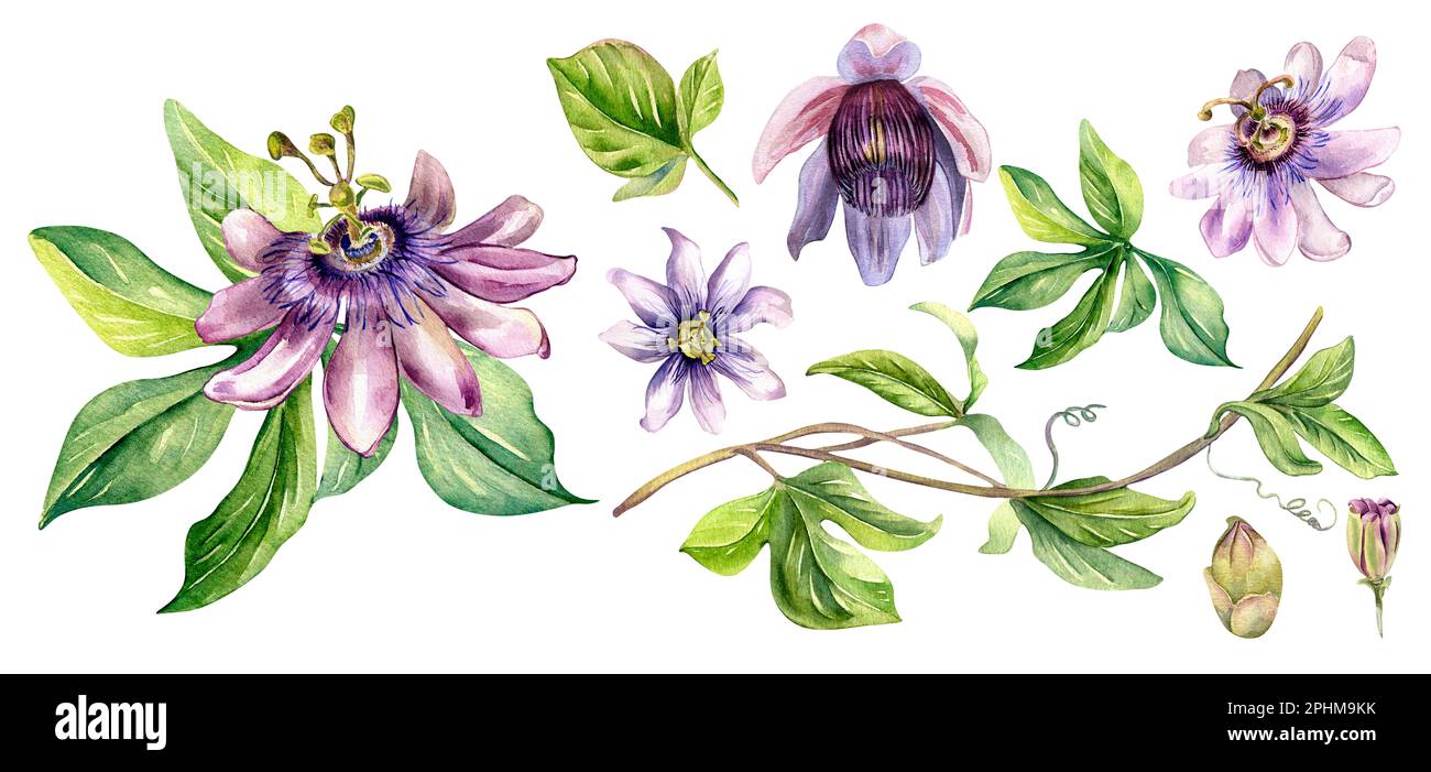Set of passion flowers, leaves watercolor illustration isolated on ...