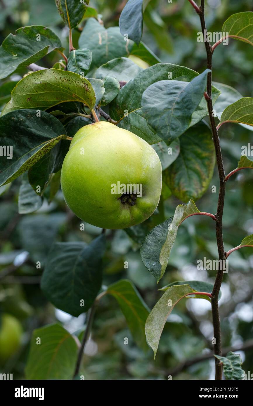 Cydonia oblonga Isfahan, Quince Isfahan, fruit on the tree Stock Photo ...