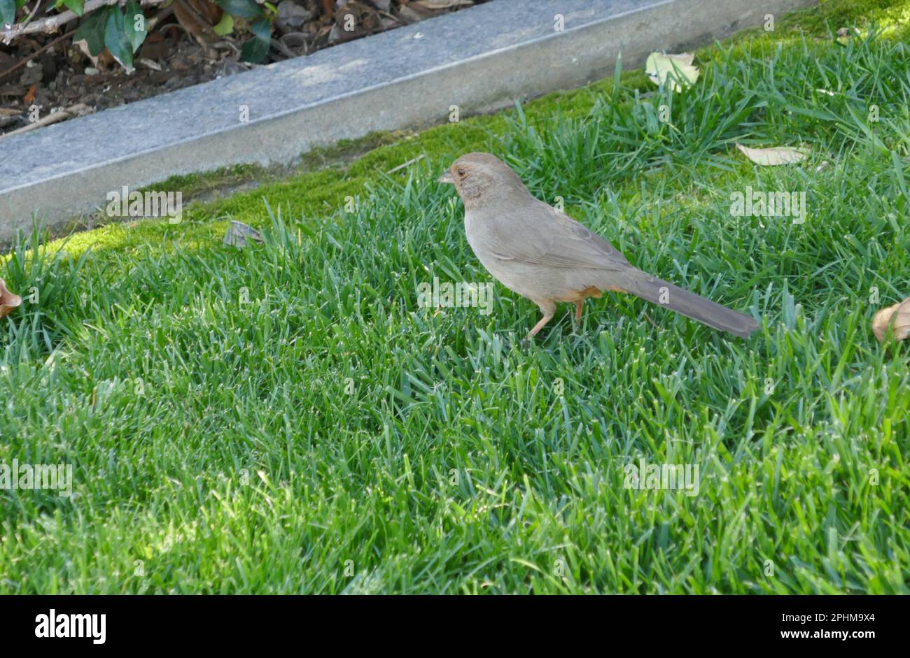 Los Angeles, California, USA 27th March 2023 Bird at Pierce Brothers ...