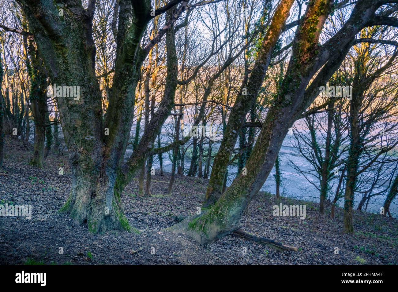 Trees growing overlooking the tidal Gannel Estuary in Newquay in ...